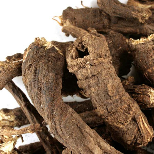 Osha Root 1/4 lb :: Osha Bear